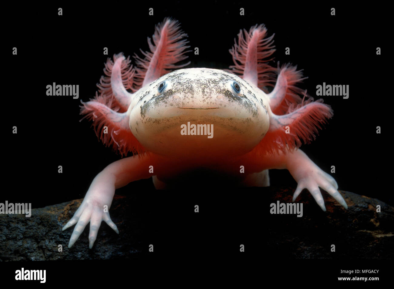 Axolotl messicano immagini e fotografie stock ad alta risoluzione - Alamy