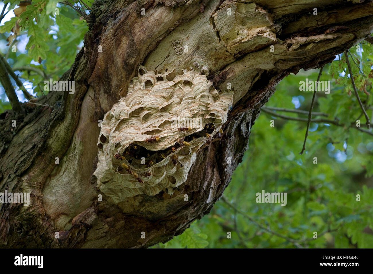 Nido di calabroni in quercia Vespa crabro UK IMENOTTERI Foto stock - Alamy