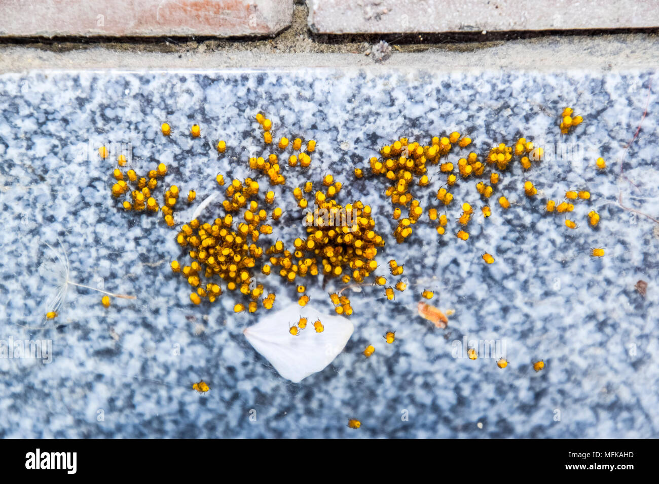 Sacco di ragno e uova immagini e fotografie stock ad alta risoluzione ...