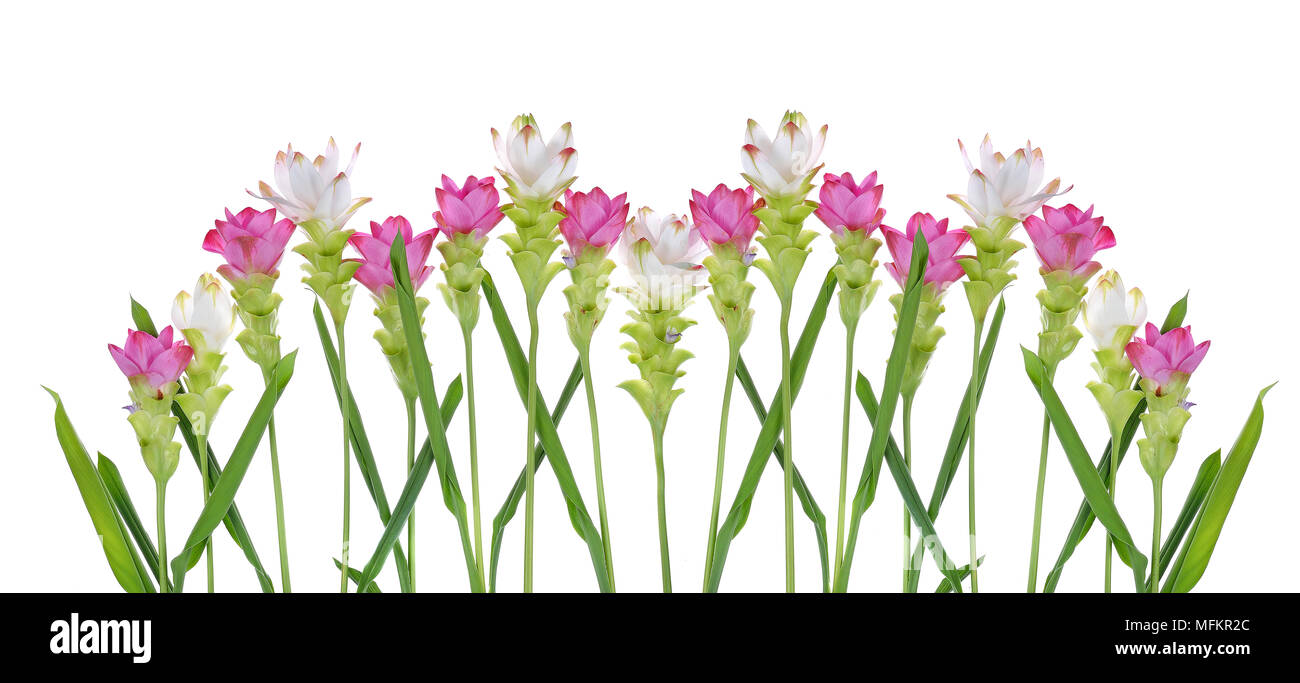 Curcuma alismatifolia rosa siam tulipano rosa sfondo bianco immagini e ...