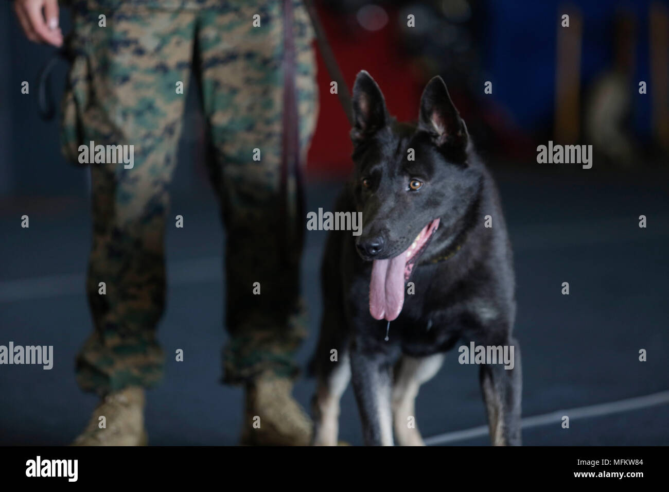 Leynard plazo immagini e fotografie stock ad alta risoluzione - Alamy