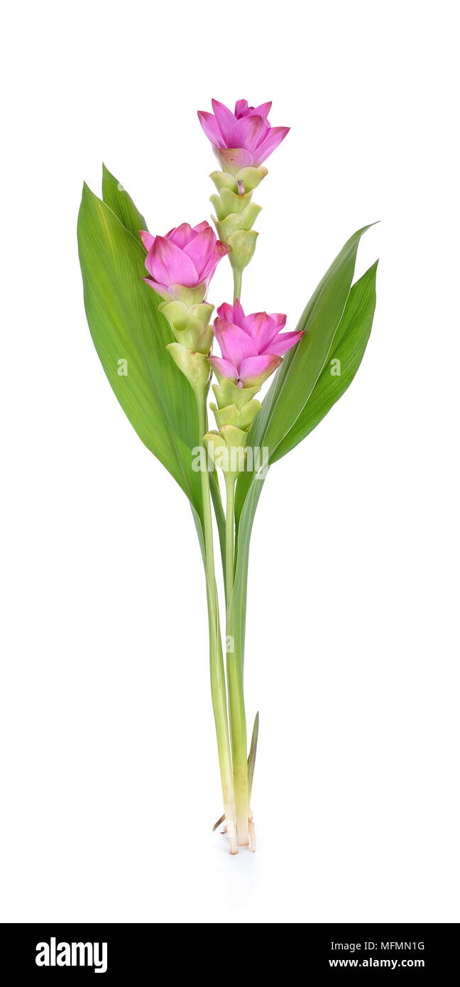 Curcuma alismatifolia rosa siam tulipano rosa sfondo bianco immagini e ...
