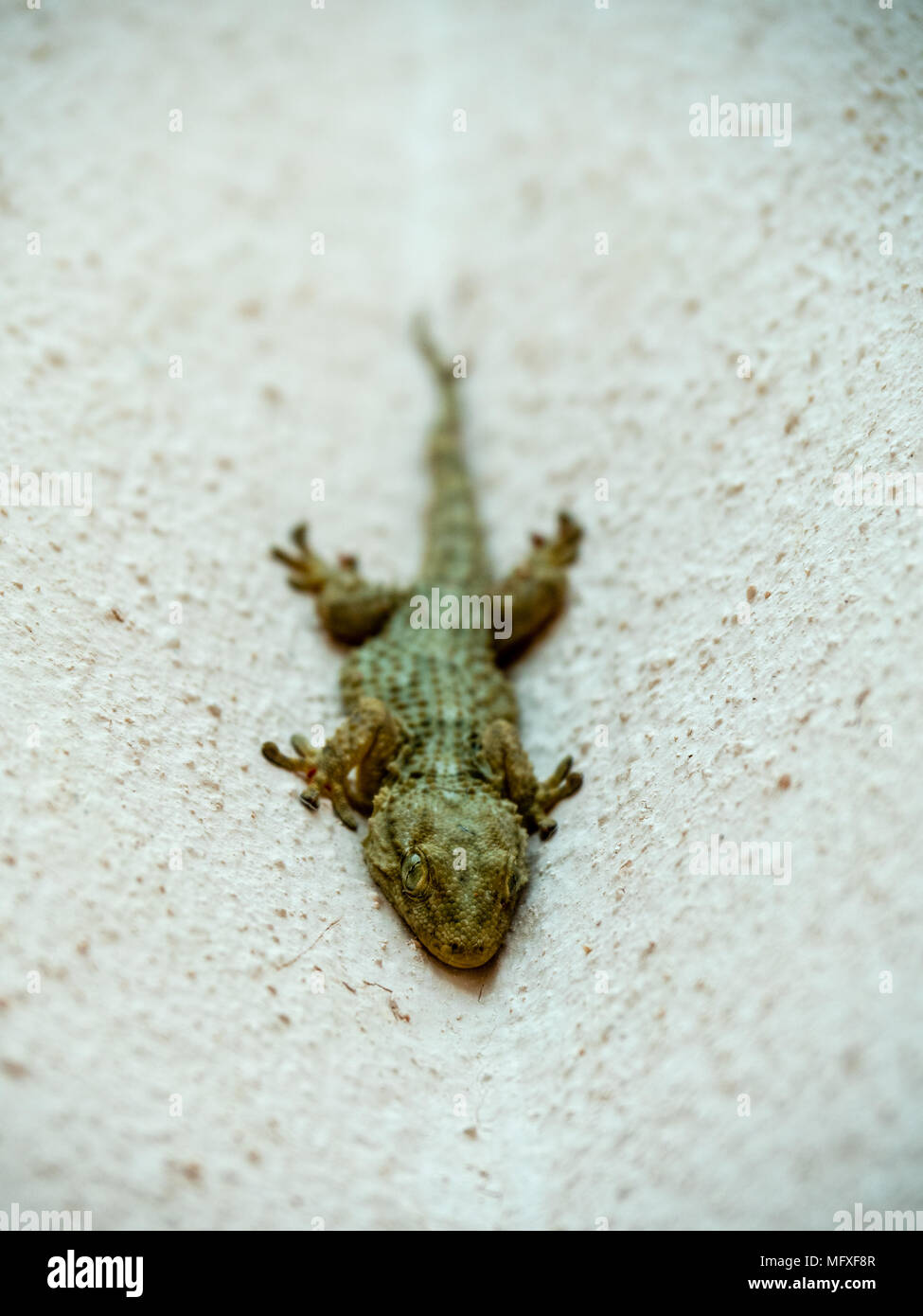 Common house gecko immagini e fotografie stock ad alta risoluzione - Alamy