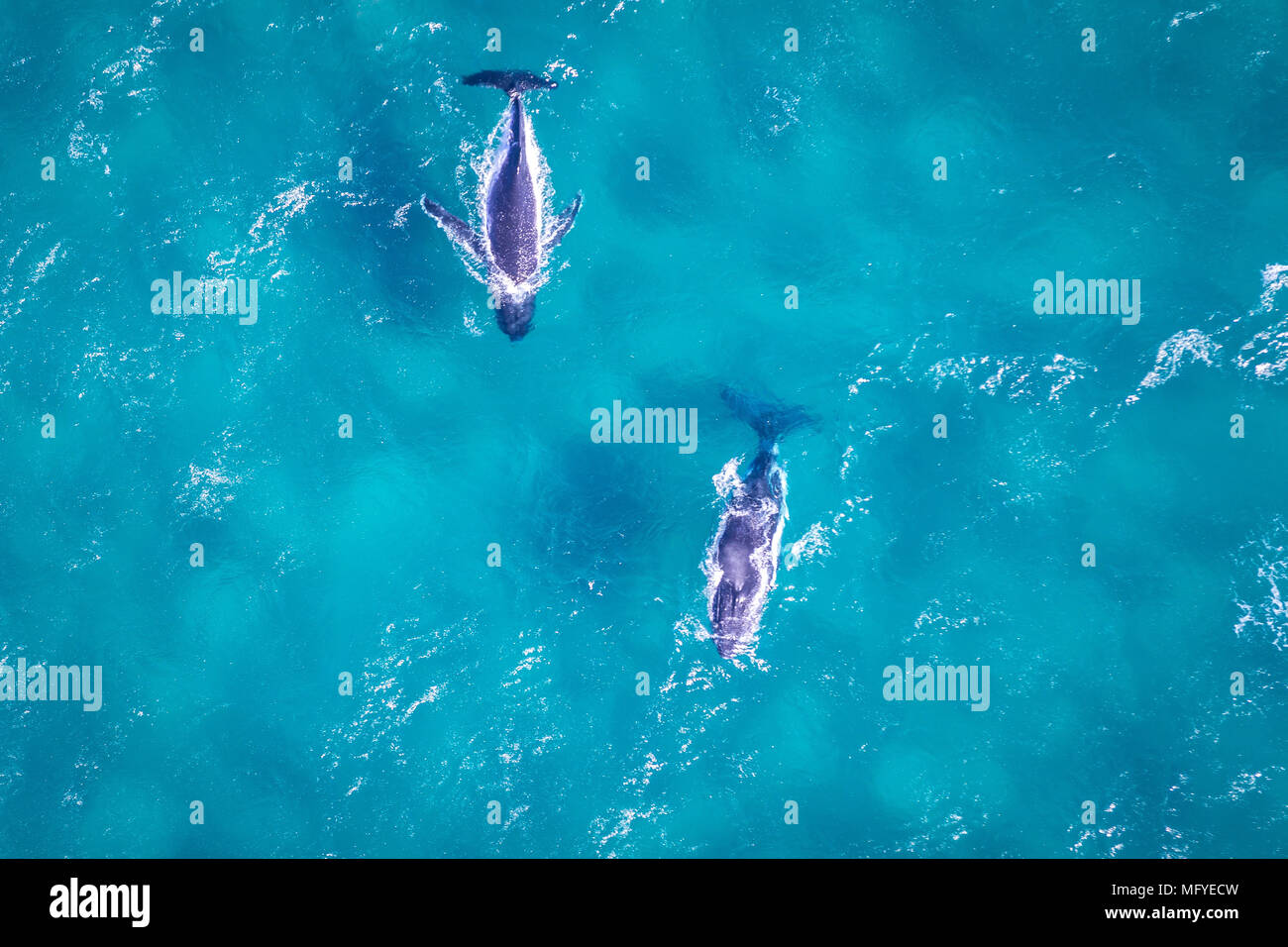 Balene blu immagini e fotografie stock ad alta risoluzione - Alamy