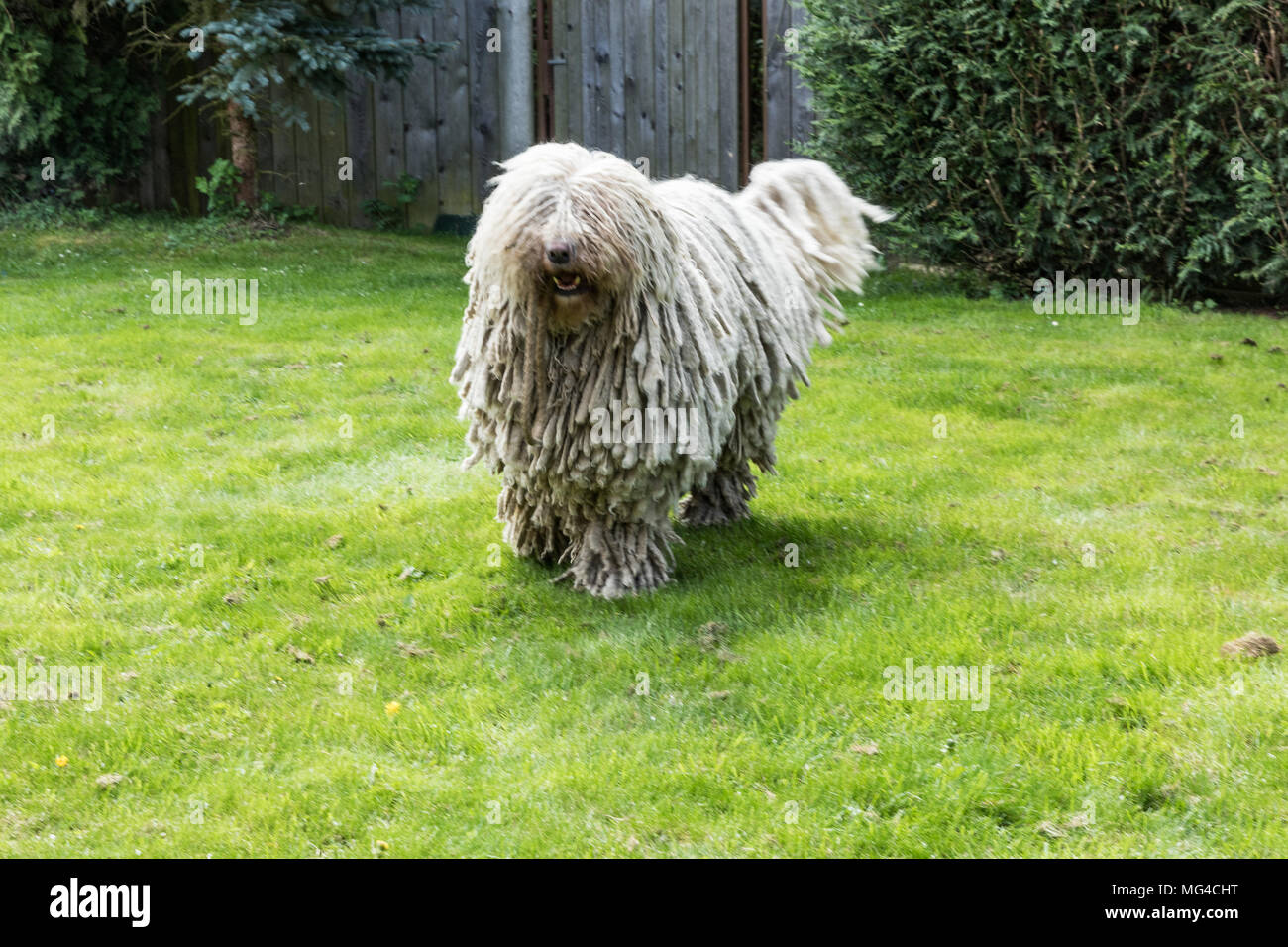Grande bianco cane peloso comodor nel giardino. Komodor cane Foto stock ...