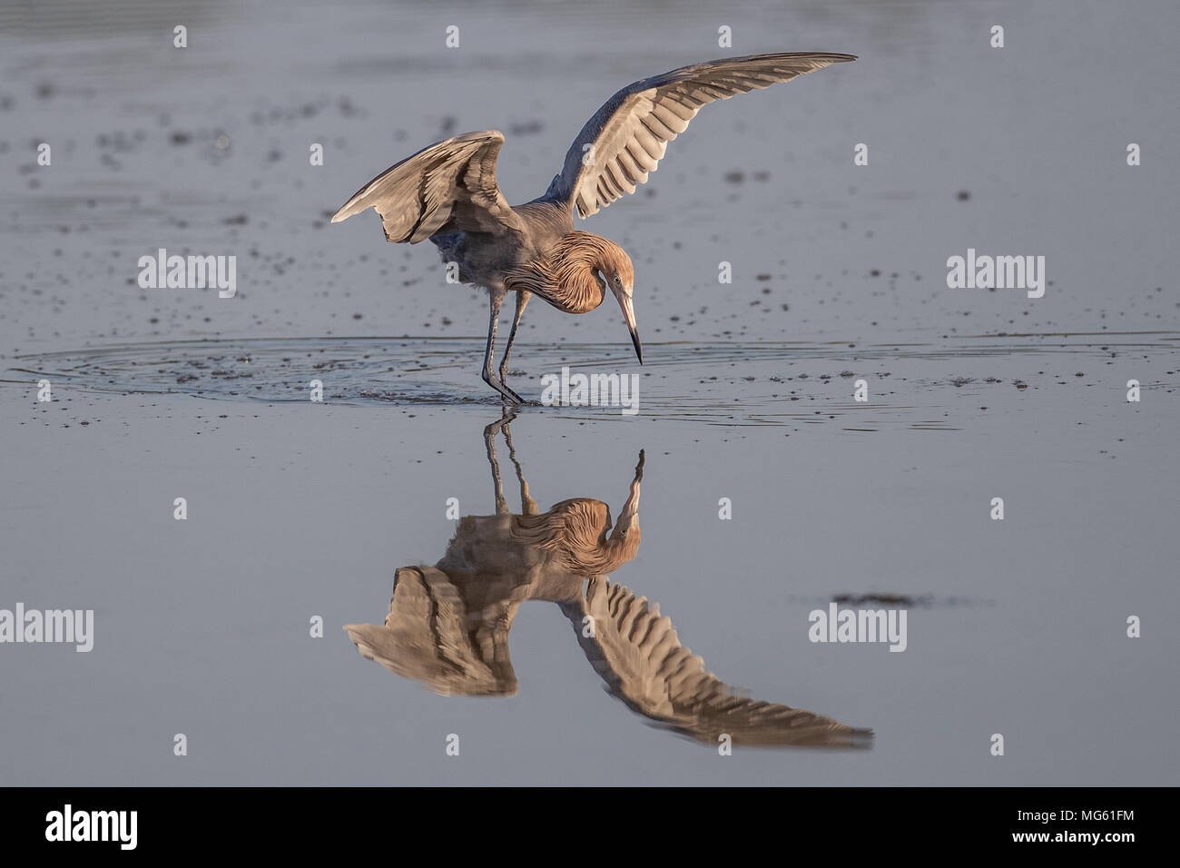 Garzetta rossastra Florida Foto stock - Alamy