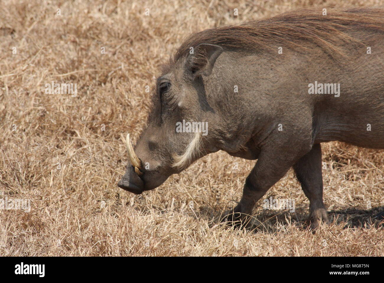 Verruca sul viso immagini e fotografie stock ad alta risoluzione - Alamy