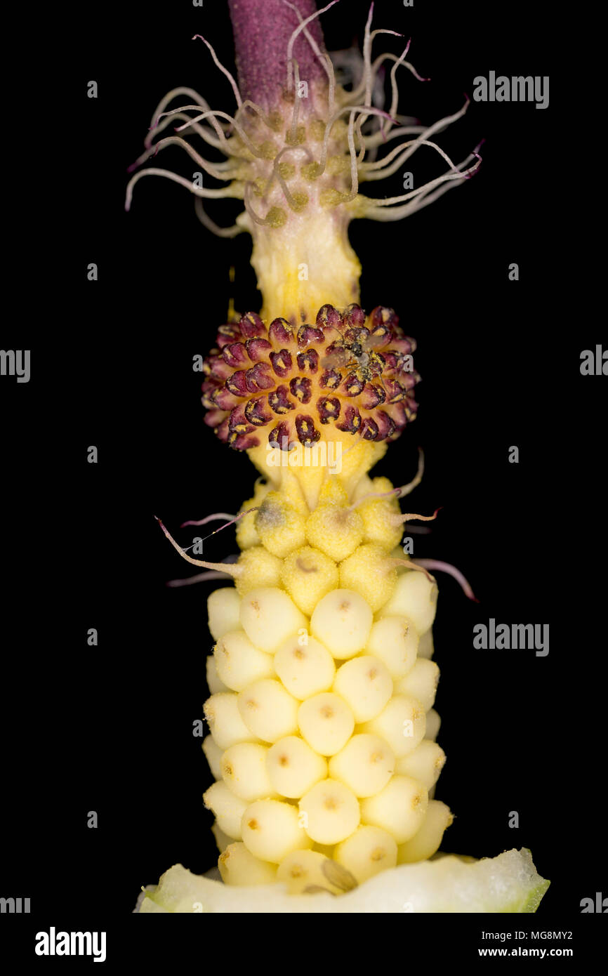 Importancia de los insectos immagini e fotografie stock ad alta ...