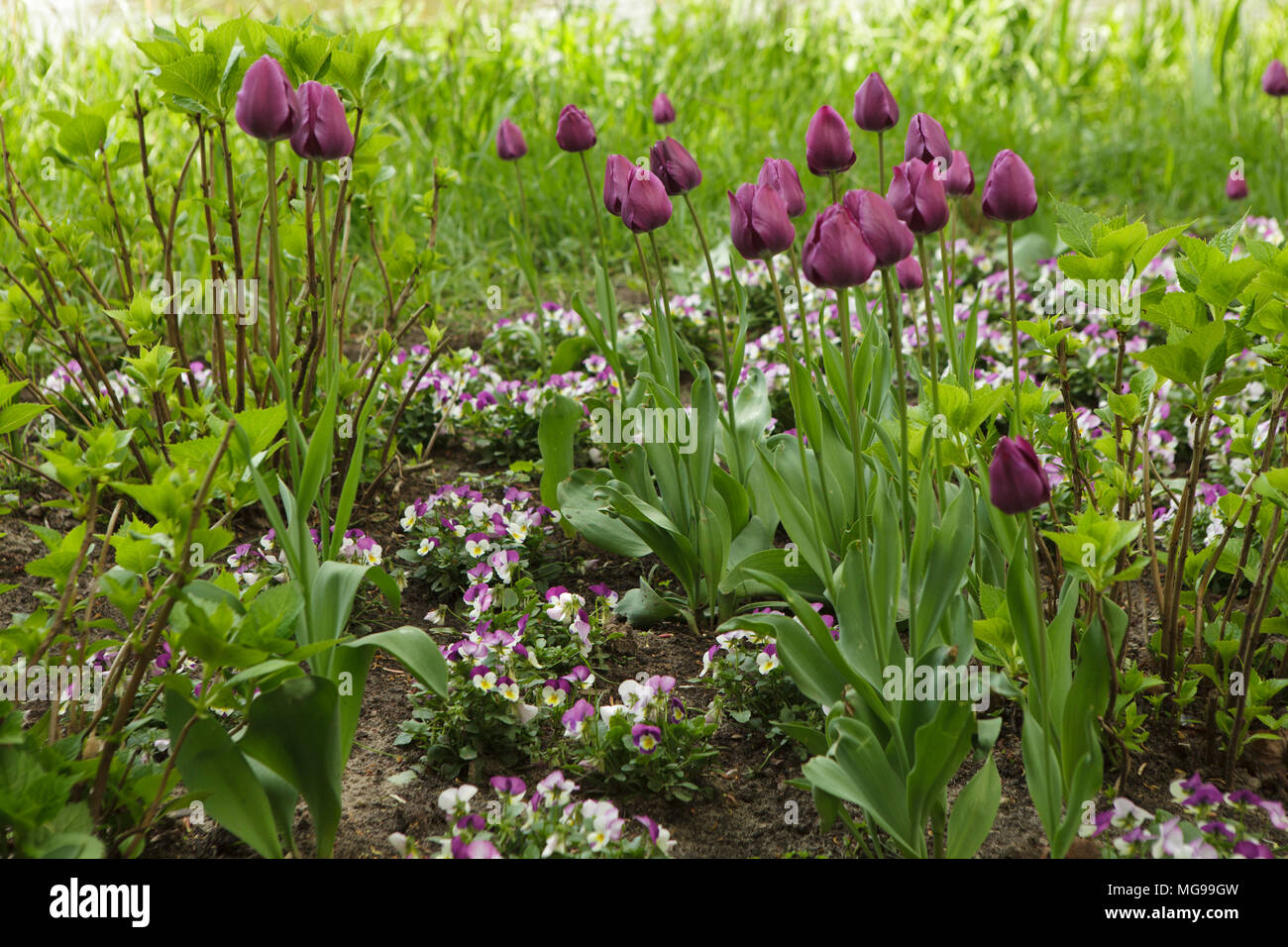 Composizione tulipani immagini e fotografie stock ad alta risoluzione ...