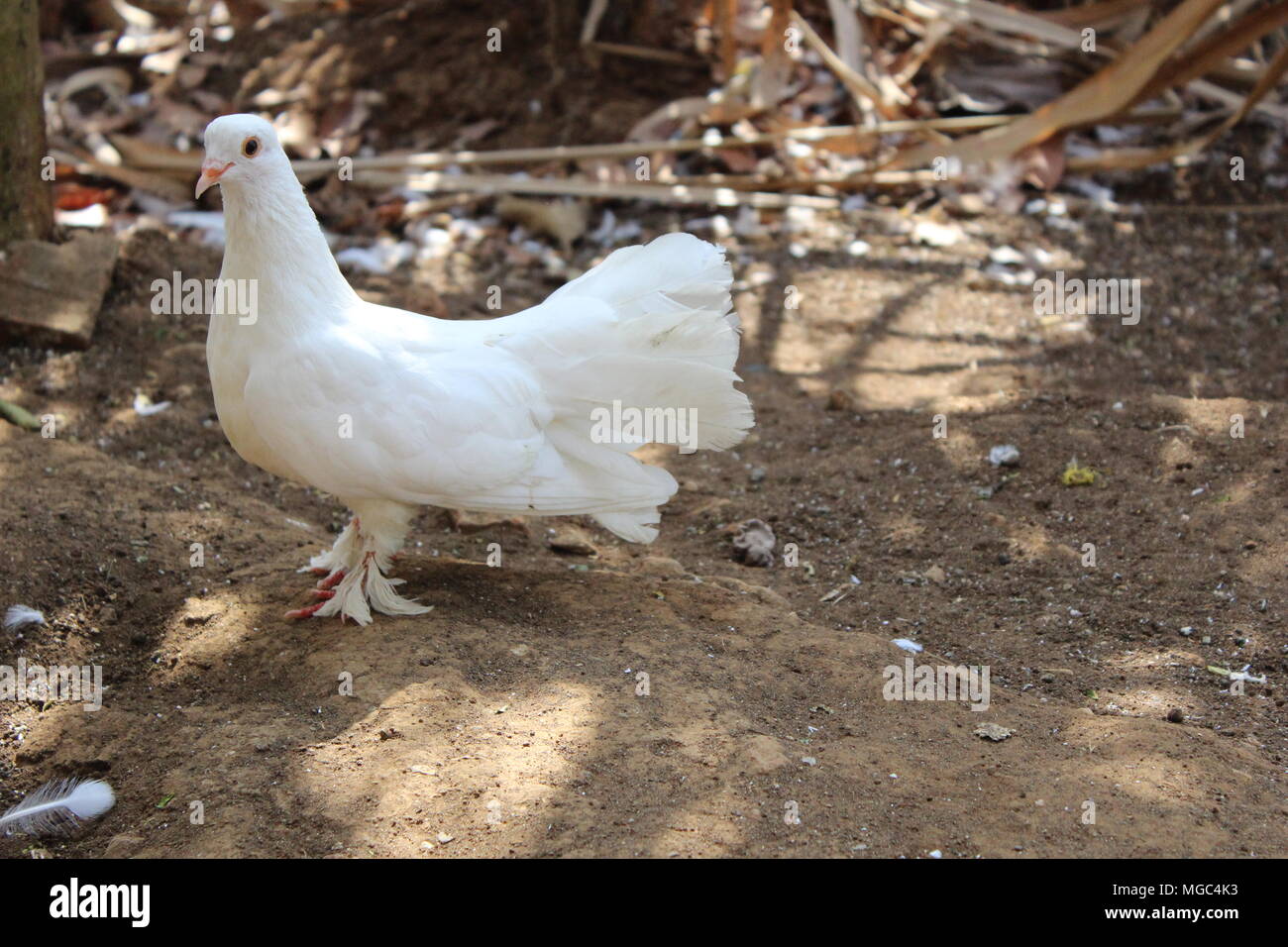 Simbolo dello spirito santo immagini e fotografie stock ad alta ...
