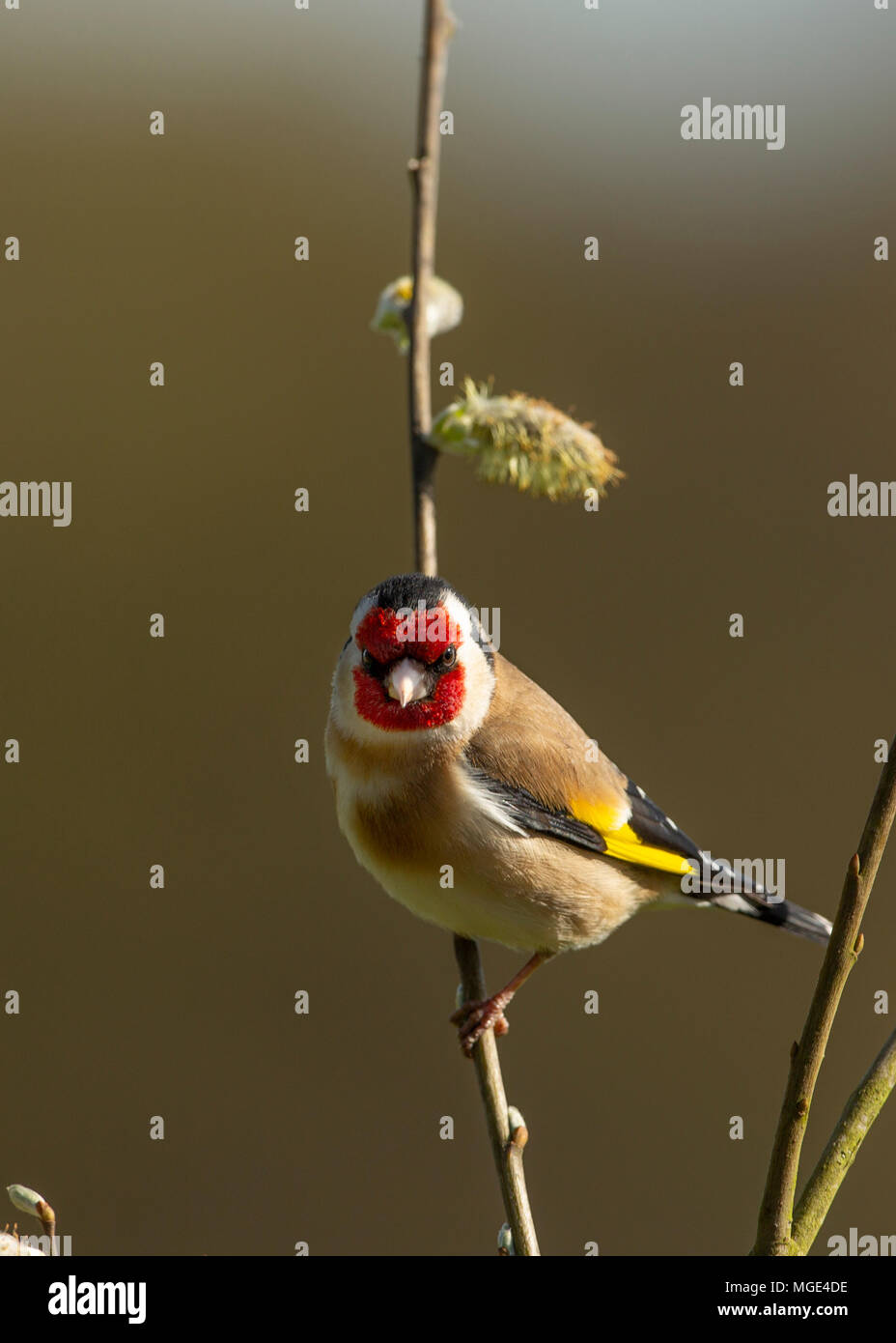 Cardellino uccello da giardino immagini e fotografie stock ad alta ...