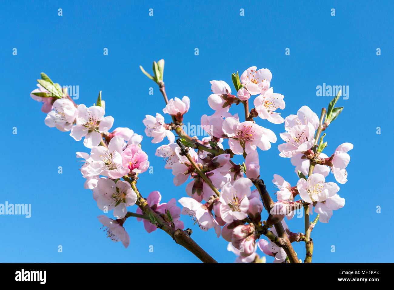Cherry Tree branch bud sfondo fiore come un bel fiore di primavera ...
