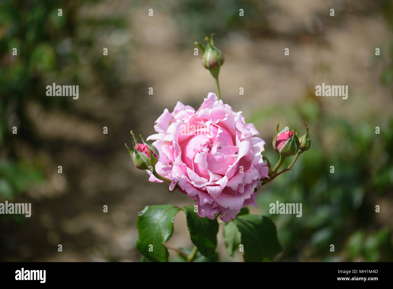 Millie rose immagini e fotografie stock ad alta risoluzione - Alamy