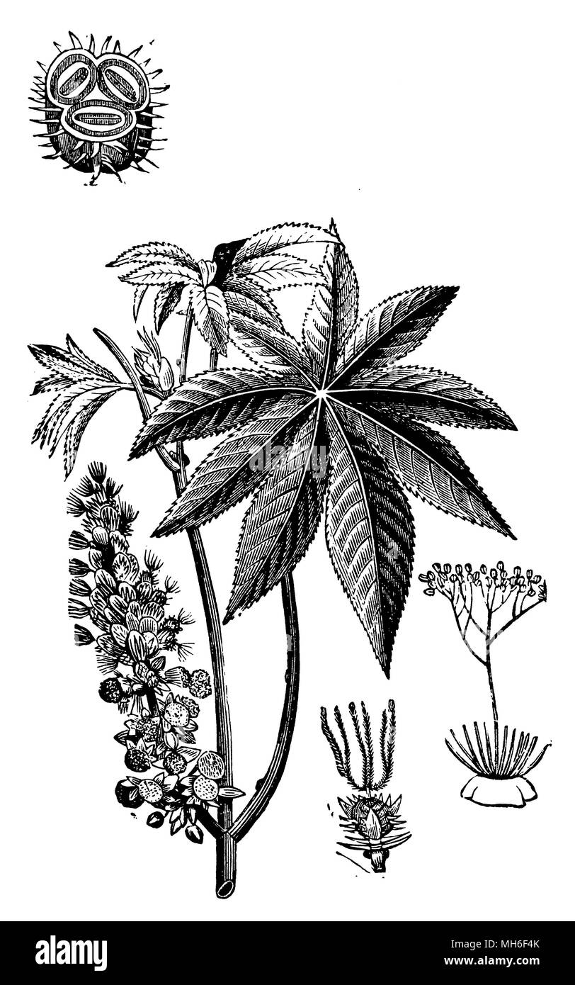 Albero di ricino o ricinus ricinus communis Foto e Immagini Stock in ...