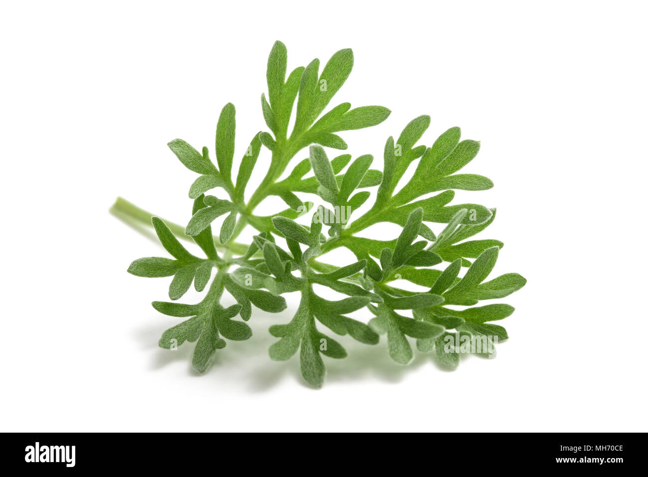 Artemisia absinthium immagini e fotografie stock ad alta risoluzione ...