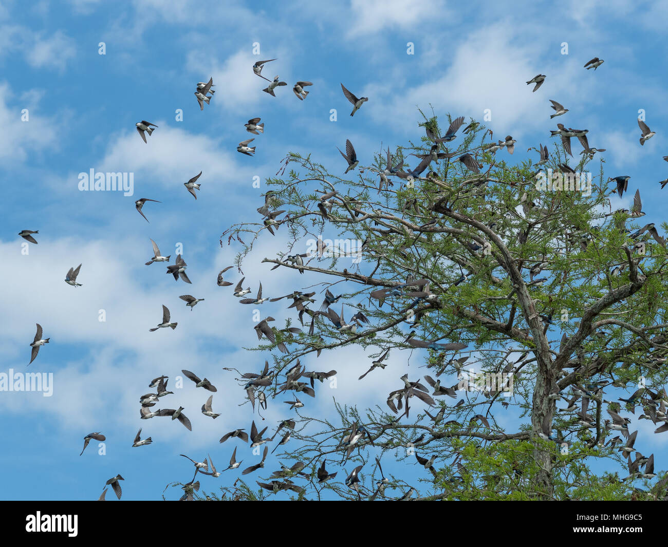 Stormo di rondini immagini e fotografie stock ad alta risoluzione - Alamy
