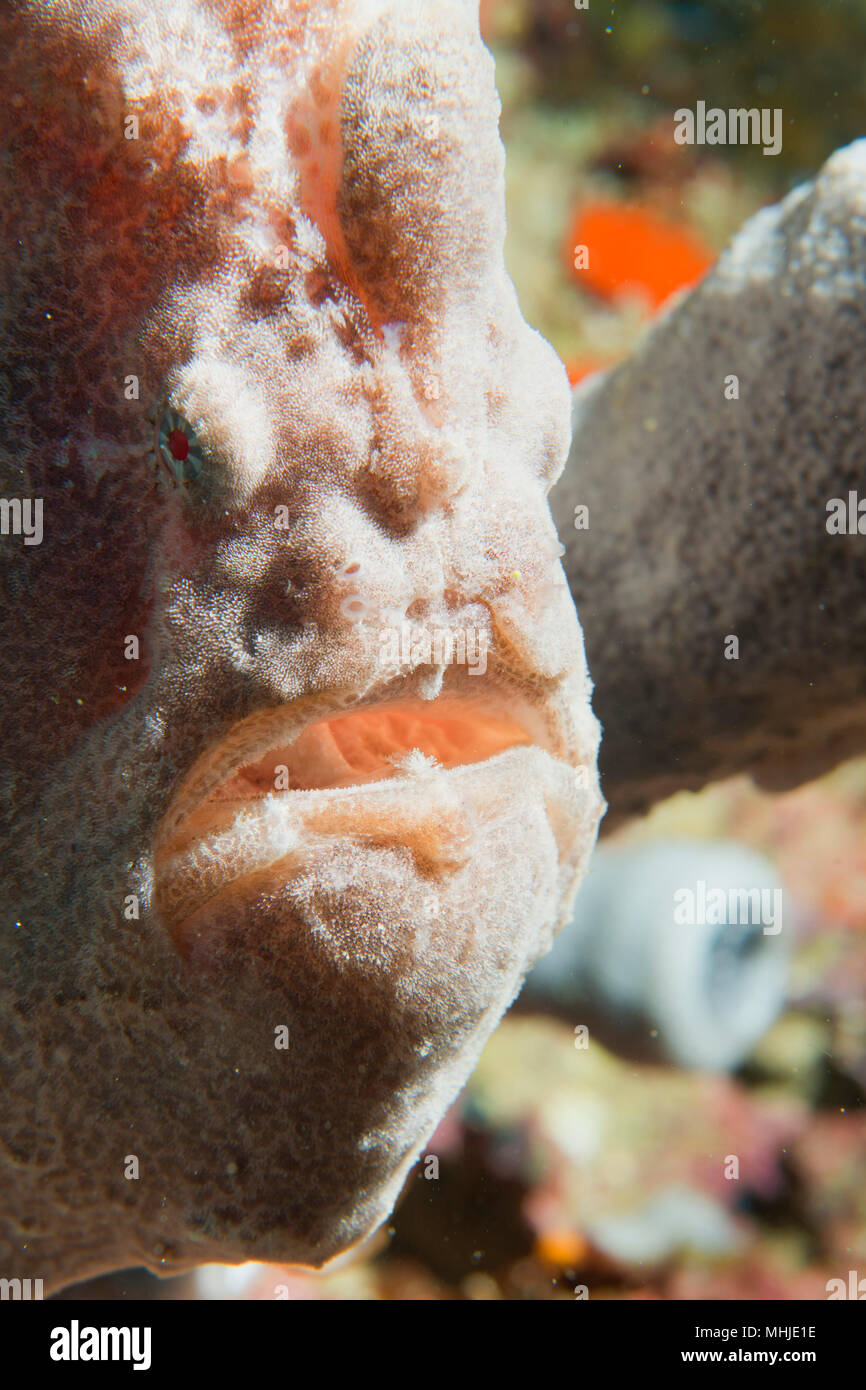 Ritratto di rana pescatrice immagini e fotografie stock ad alta ...