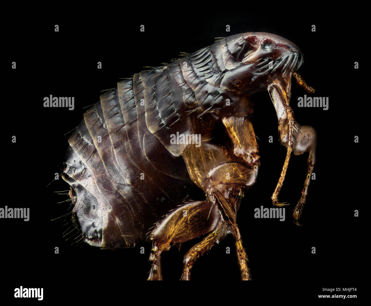 Tecnica di microscopia immagini e fotografie stock ad alta risoluzione ...