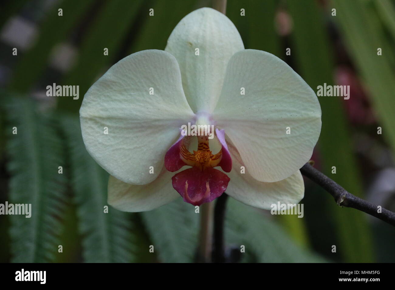 Fiori colorati di orchidee immagini e fotografie stock ad alta ...