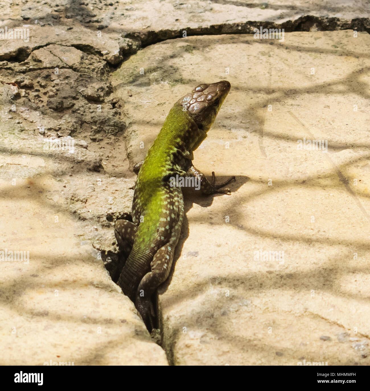 Maltese fauna immagini e fotografie stock ad alta risoluzione - Alamy