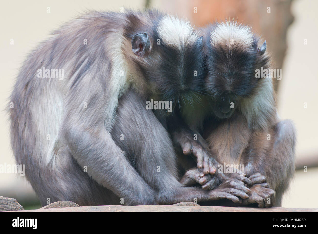 Scimmie che si tengono per mano immagini e fotografie stock ad alta ...