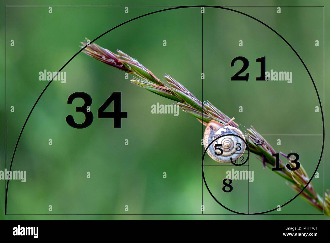Sequenza di fibonacci spirale geometrica immagini e fotografie stock ad ...