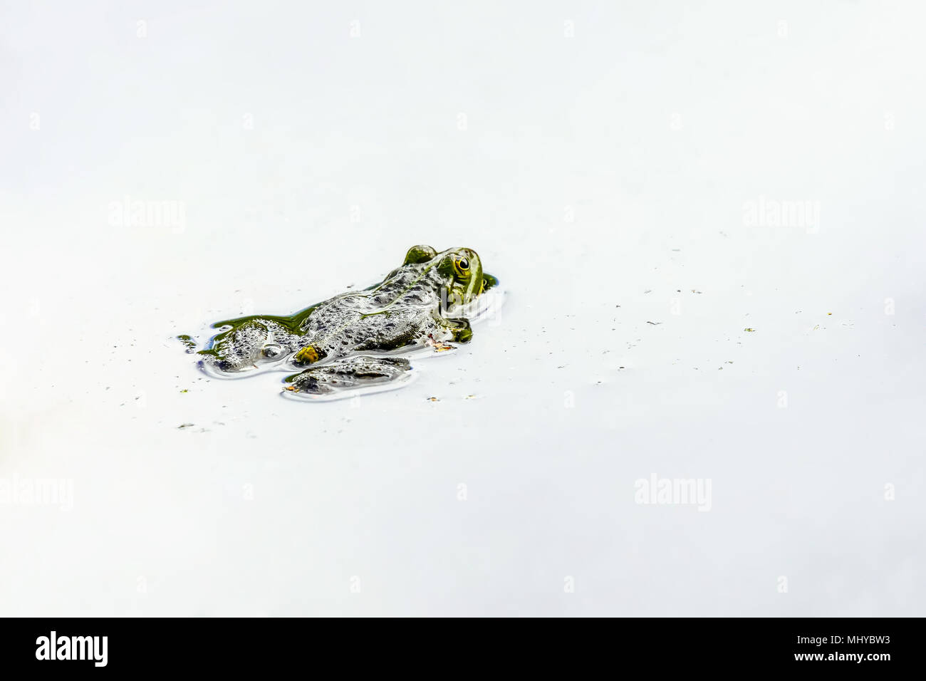 Gambe di rana immagini e fotografie stock ad alta risoluzione - Alamy