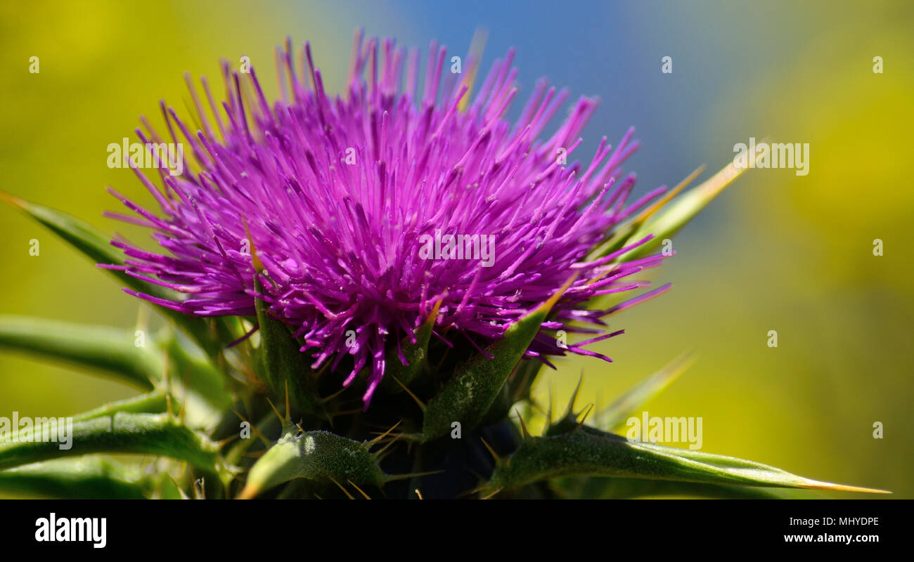 Primo piano della bella cardo fiore in pieno splendore, Silybum ...