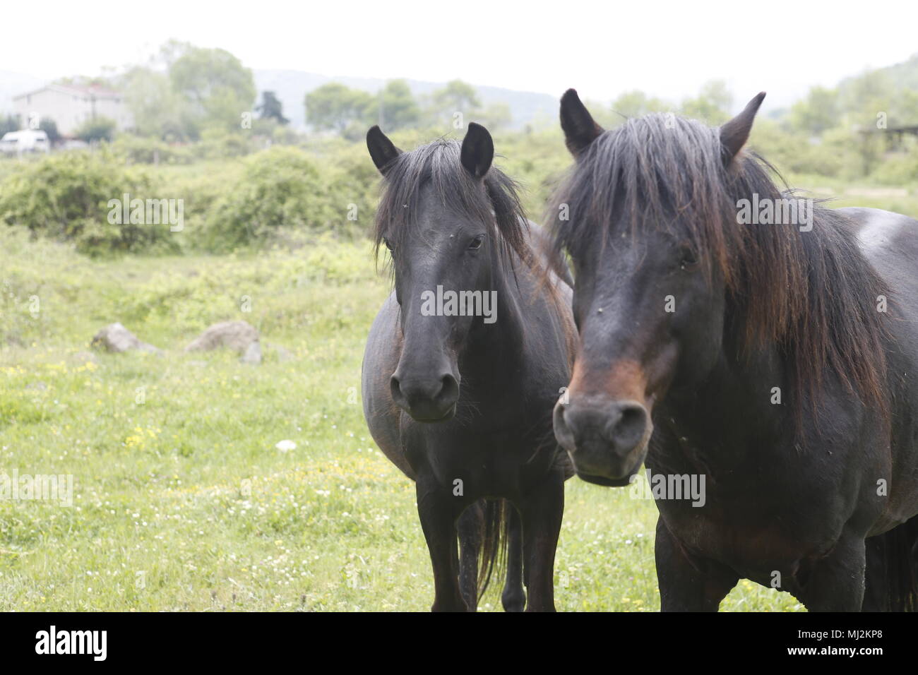 I muli pascolano immagini e fotografie stock ad alta risoluzione - Alamy