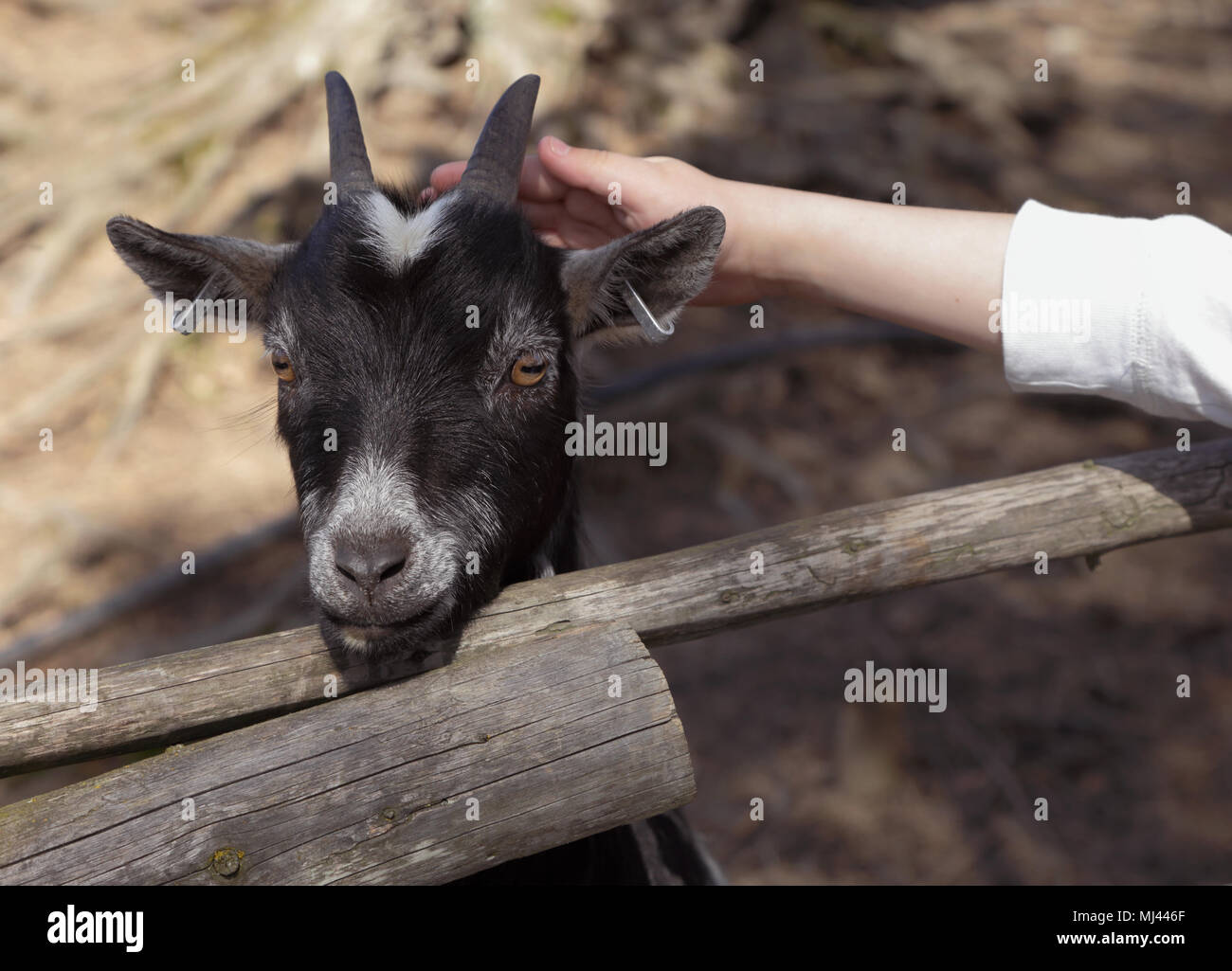 Carezze umane immagini e fotografie stock ad alta risoluzione - Alamy