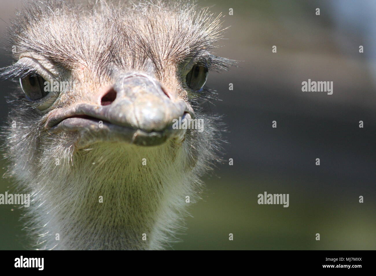 Struzzo bianco e nero immagini e fotografie stock ad alta risoluzione ...