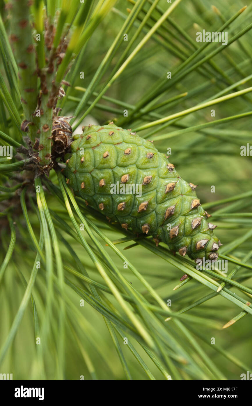 Pino cembro pigna immagini e fotografie stock ad alta risoluzione - Alamy