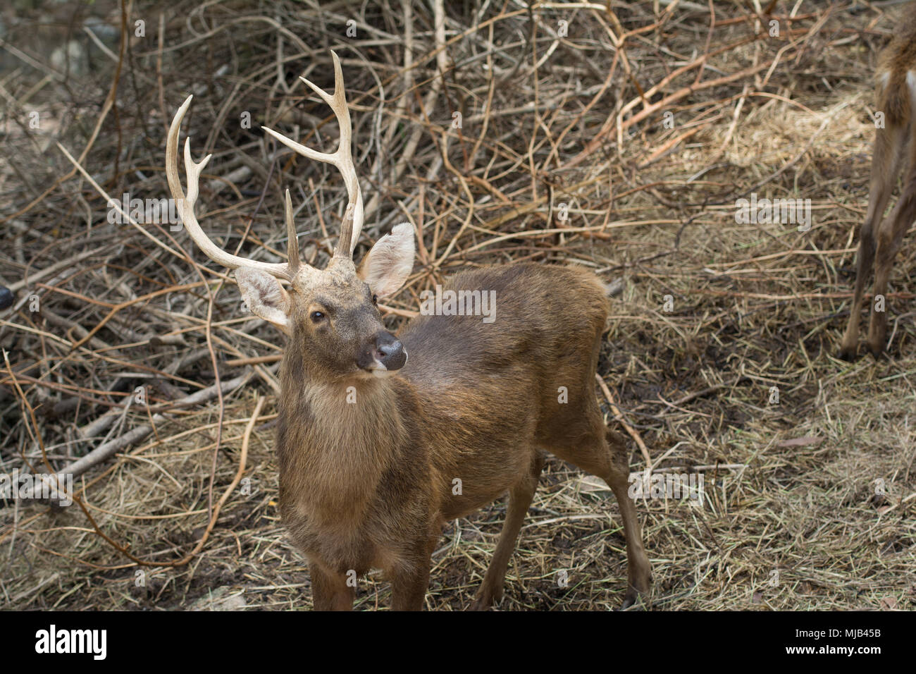 Cervo femmina cornuta immagini e fotografie stock ad alta risoluzione ...
