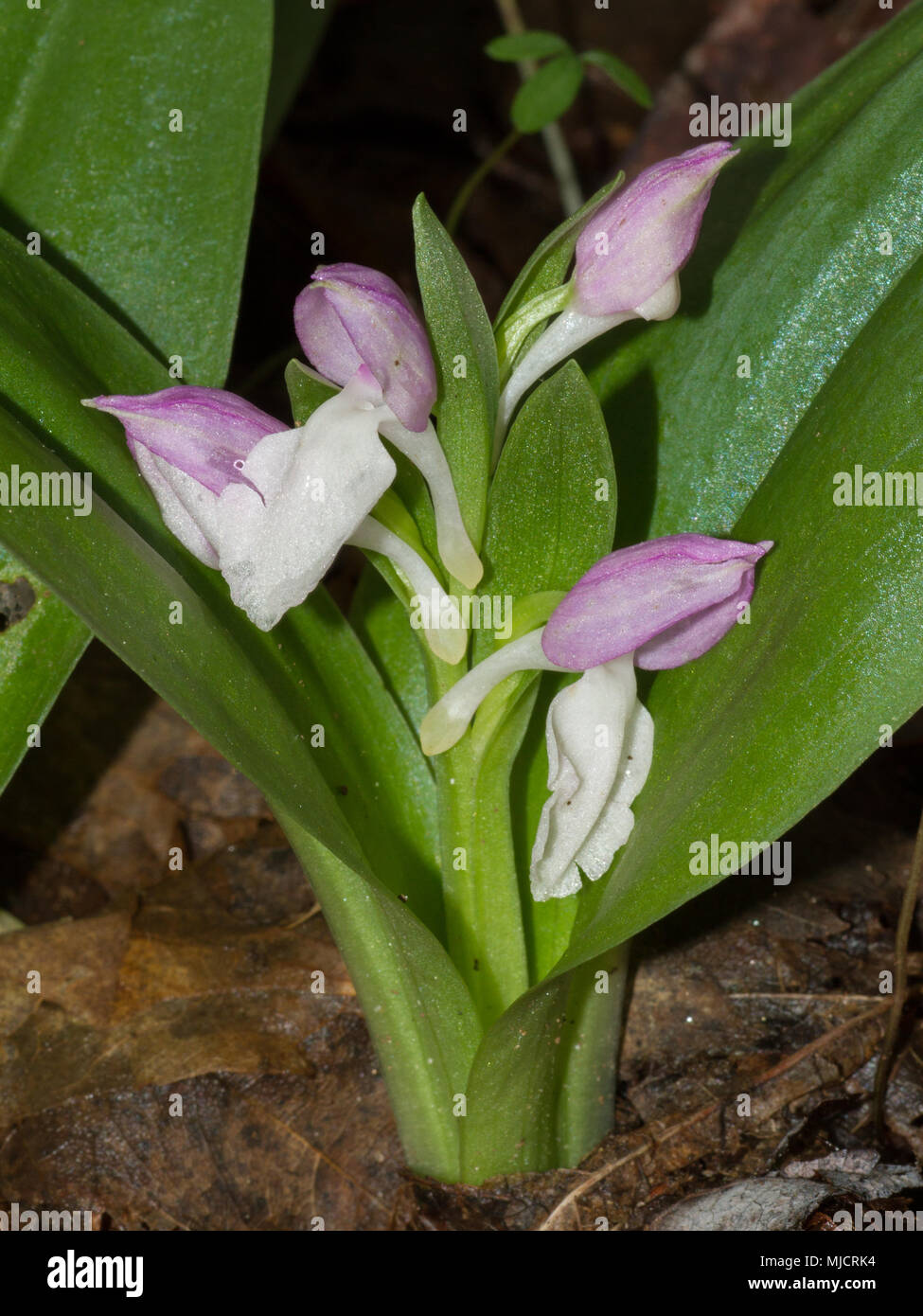 Galtais spectabilis orchis spectabilis immagini e fotografie stock ad ...
