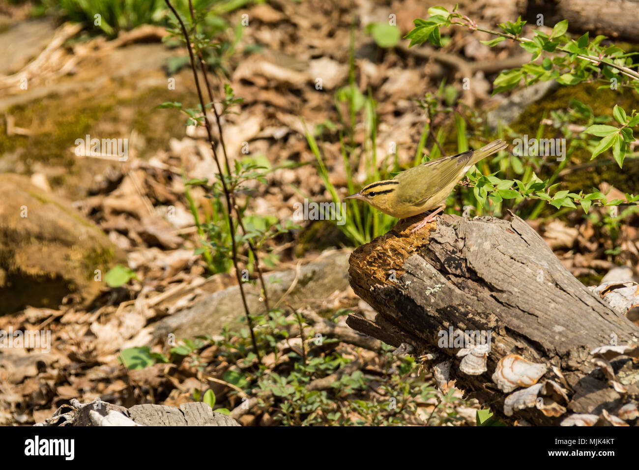 Helmitheros vermivorum immagini e fotografie stock ad alta risoluzione ...