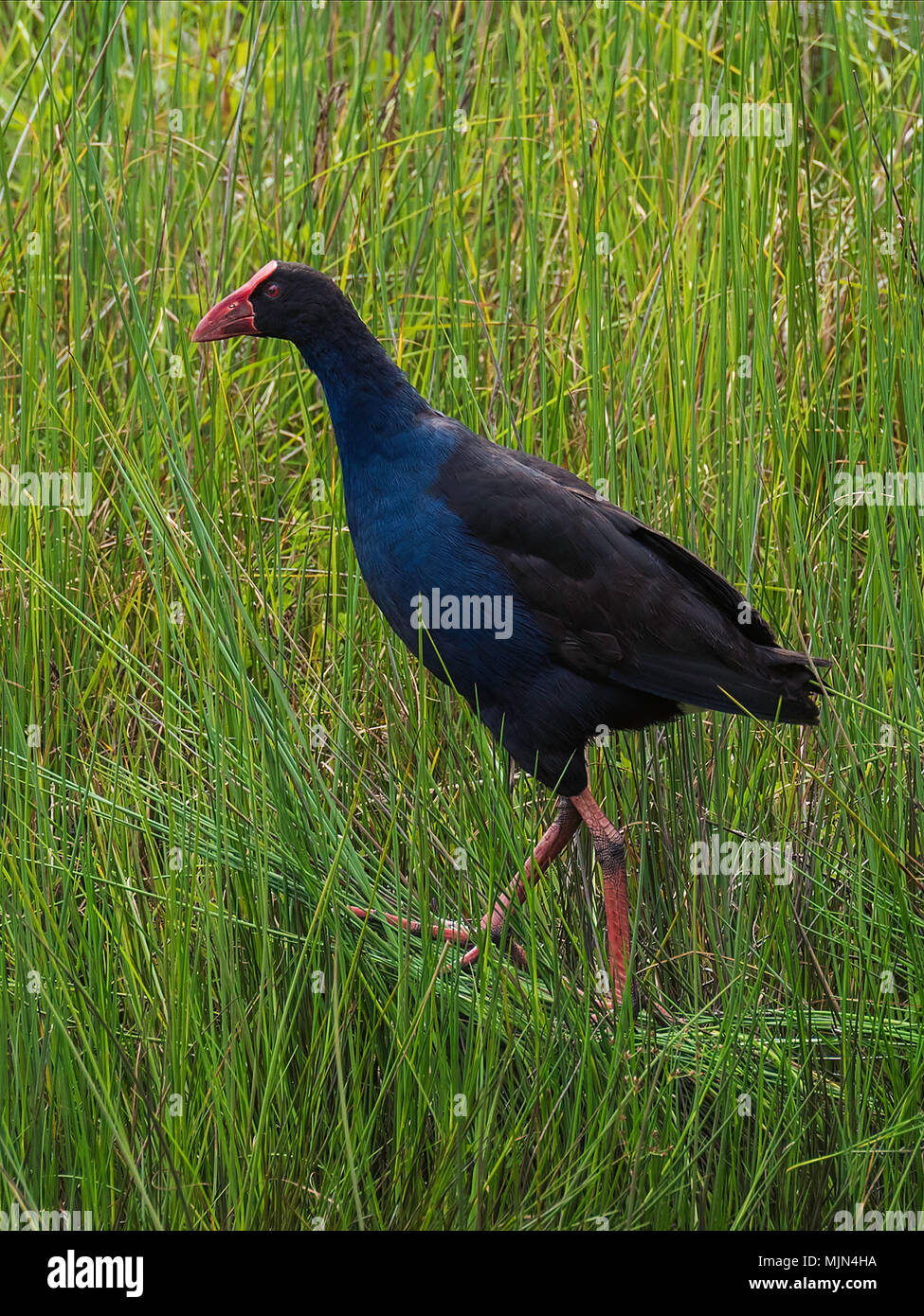 Uccello pukeko immagini e fotografie stock ad alta risoluzione - Alamy