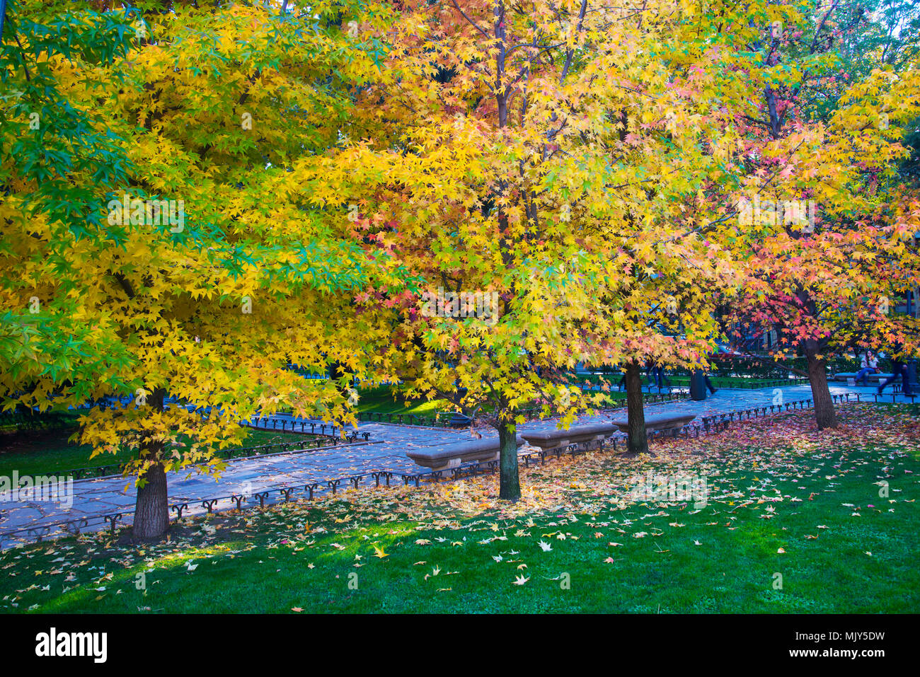 Alberi decidui di giorno europa immagini e fotografie stock ad alta ...