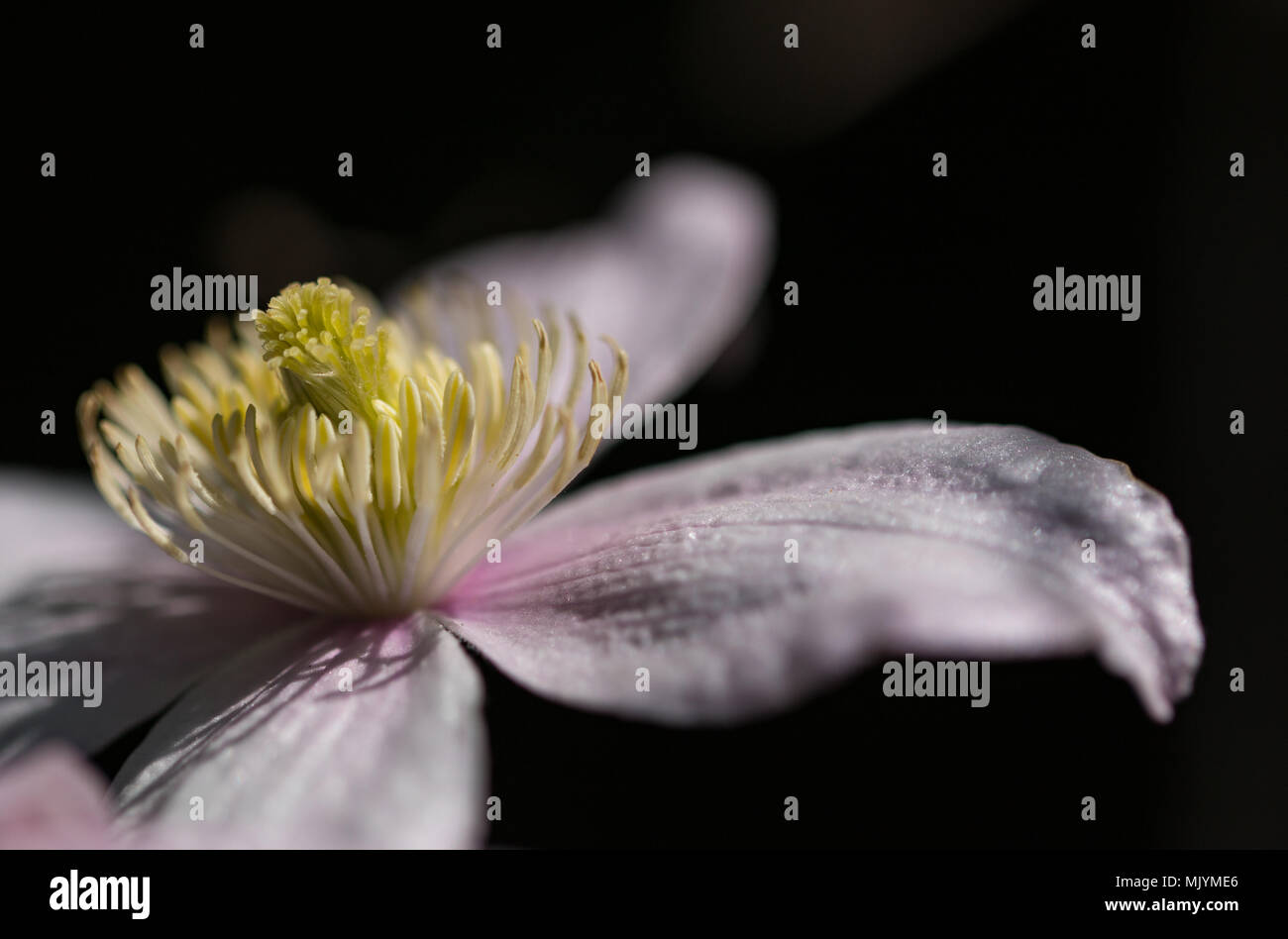Clematide fiore di montana immagini e fotografie stock ad alta ...