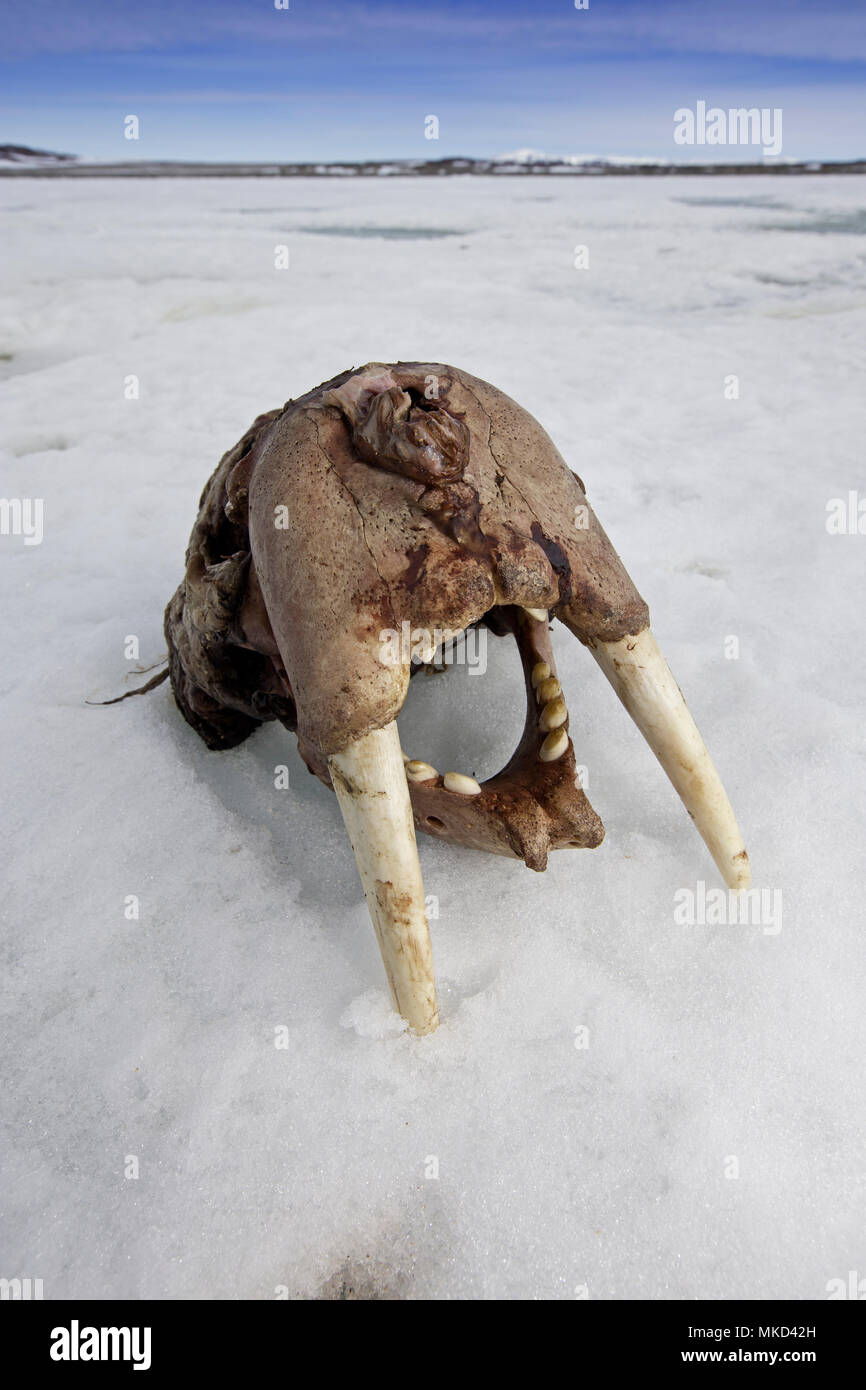 Teschio di orso polare immagini e fotografie stock ad alta risoluzione ...