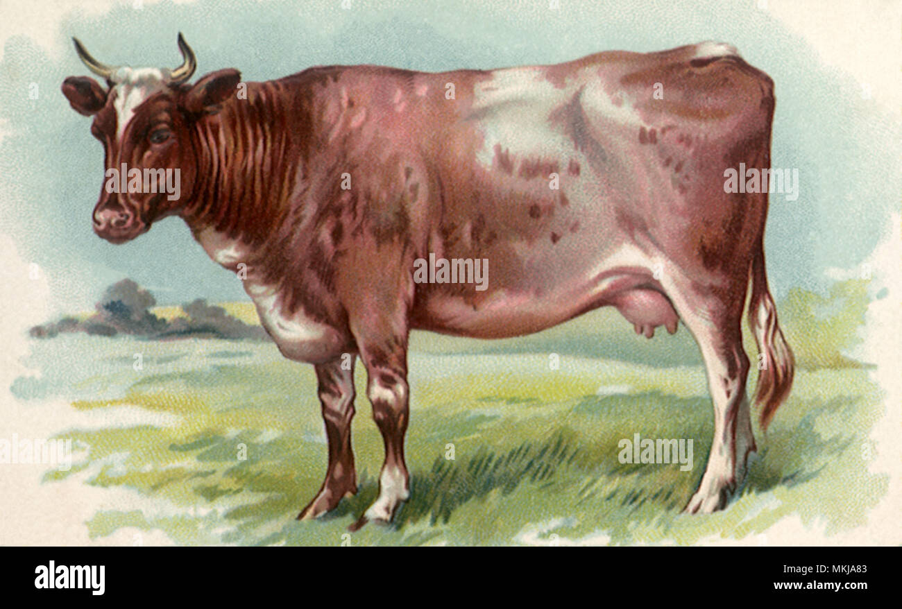 How ora marrone mucca immagini e fotografie stock ad alta risoluzione ...