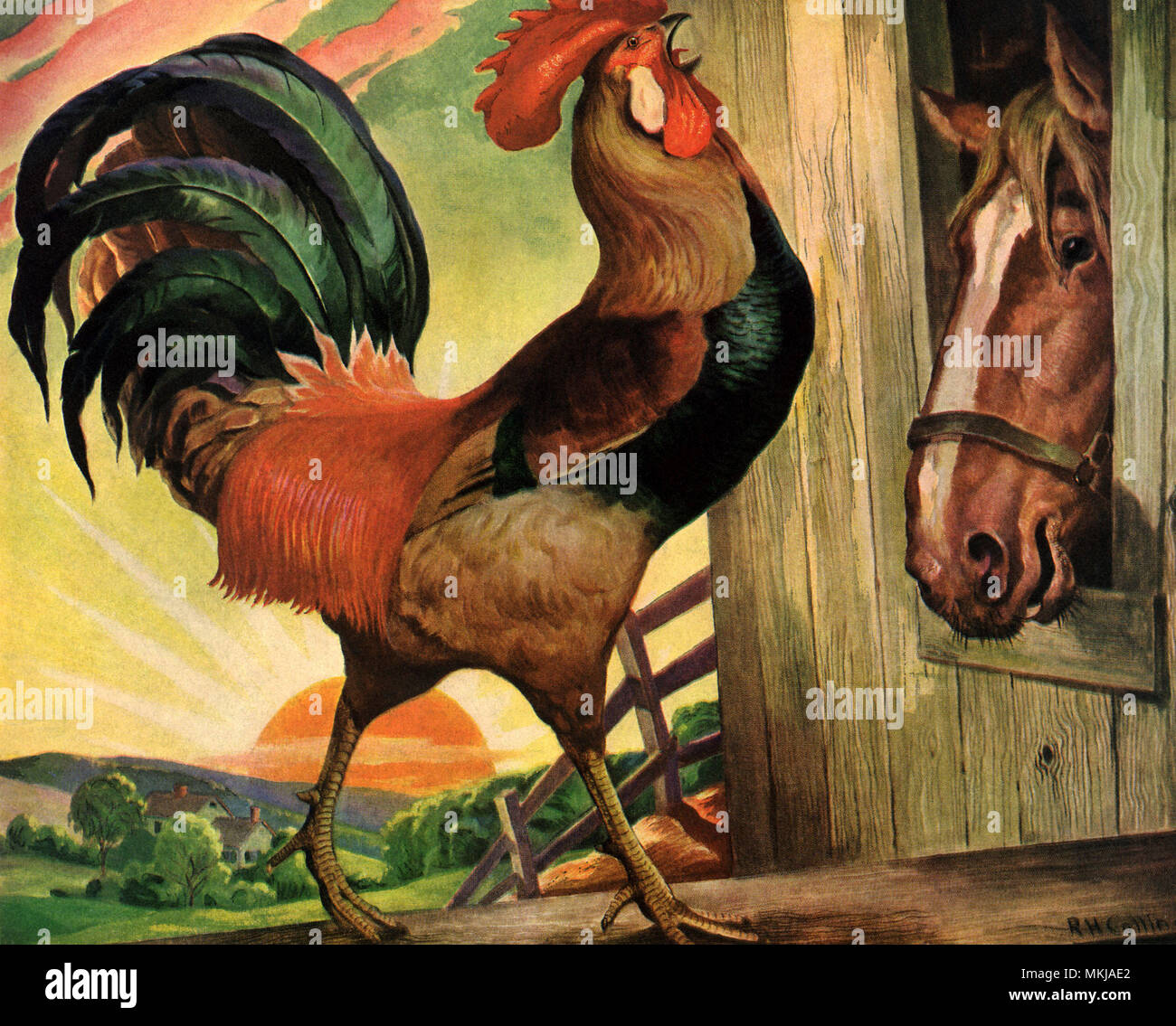 Gallo che canta Foto stock - Alamy