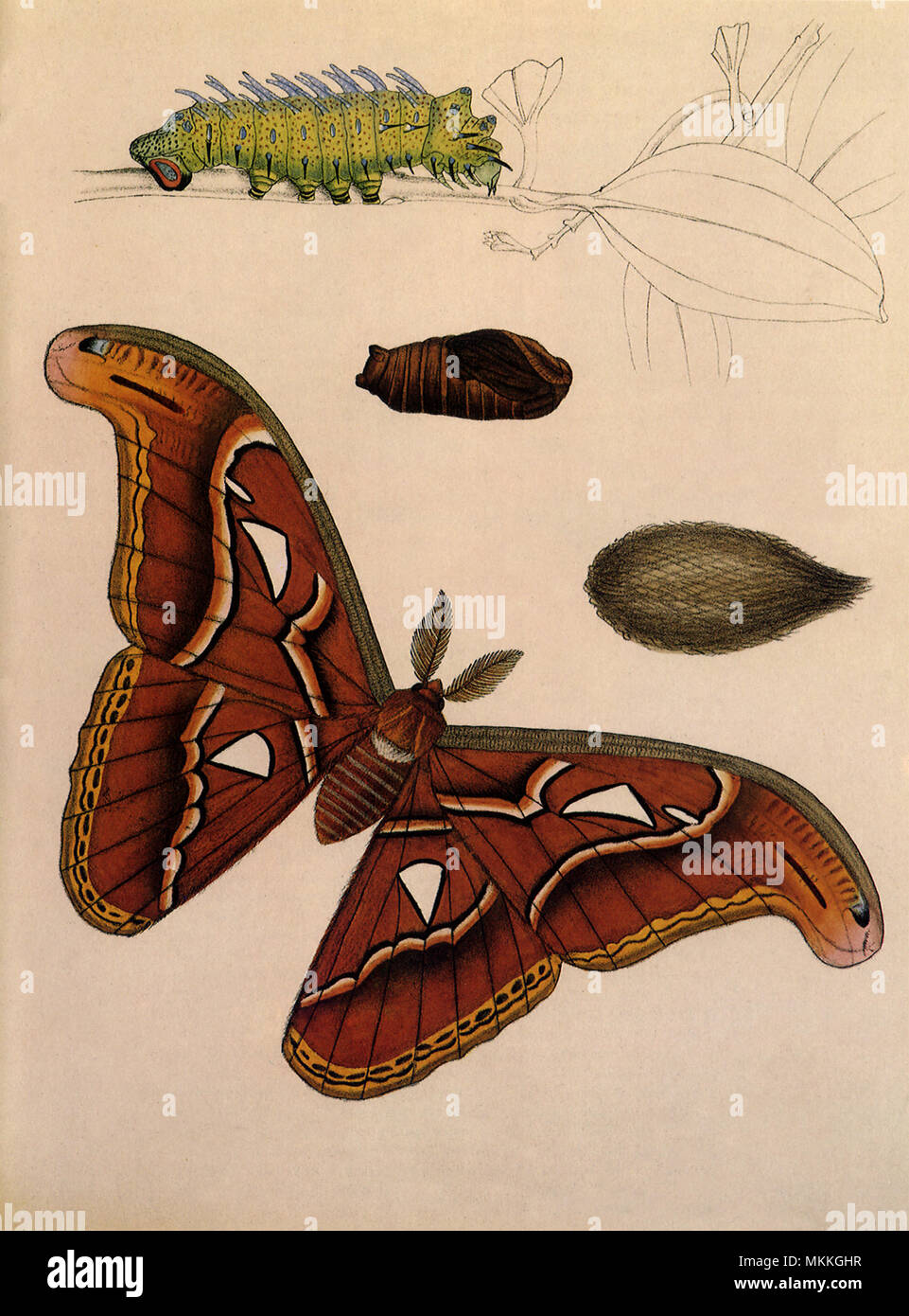 Falena gigante di seta immagini e fotografie stock ad alta risoluzione ...