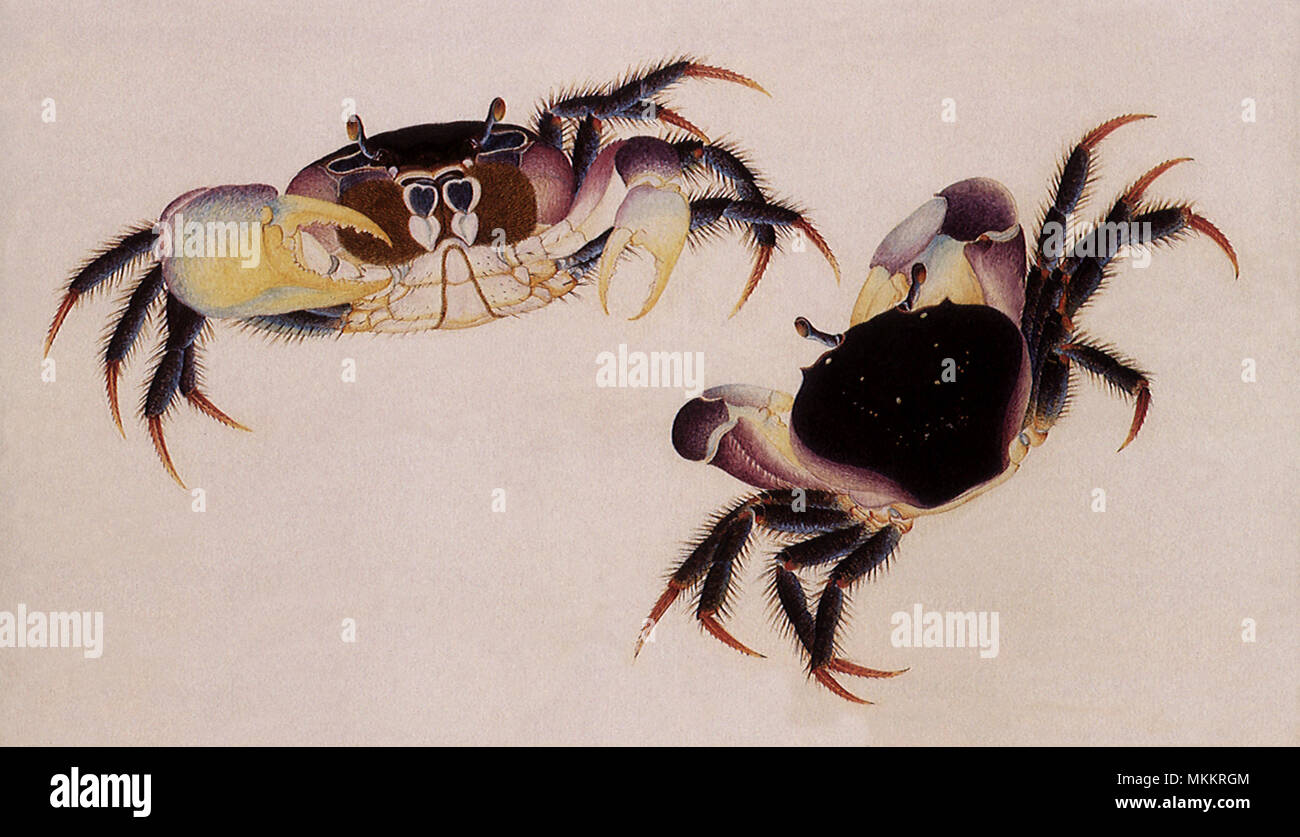 Granchi marini immagini e fotografie stock ad alta risoluzione - Alamy