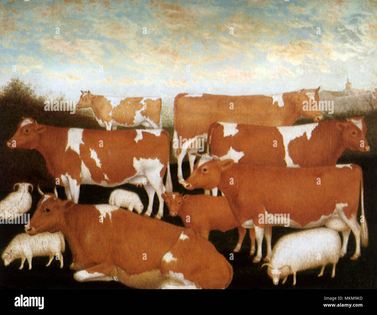 Mucche e pecore immagini e fotografie stock ad alta risoluzione - Alamy