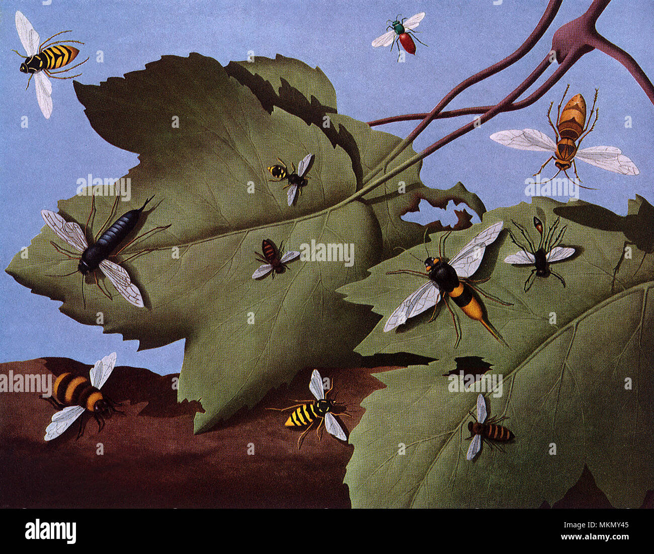 Vespe api immagini e fotografie stock ad alta risoluzione - Alamy