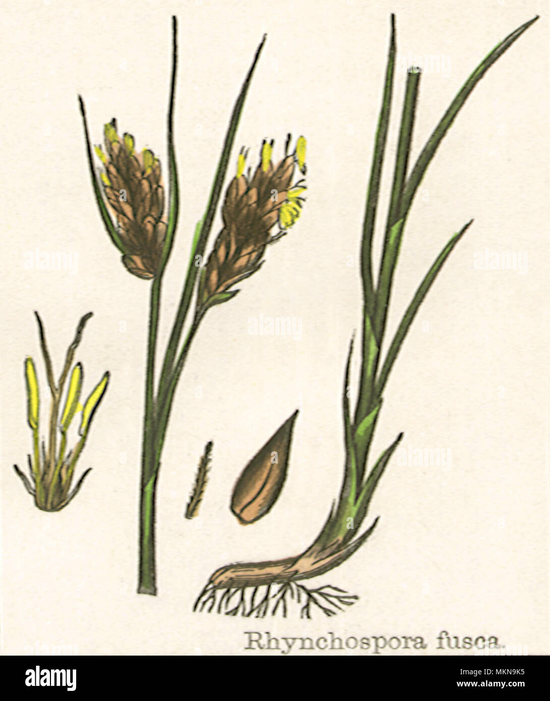 Rush plants immagini e fotografie stock ad alta risoluzione - Alamy