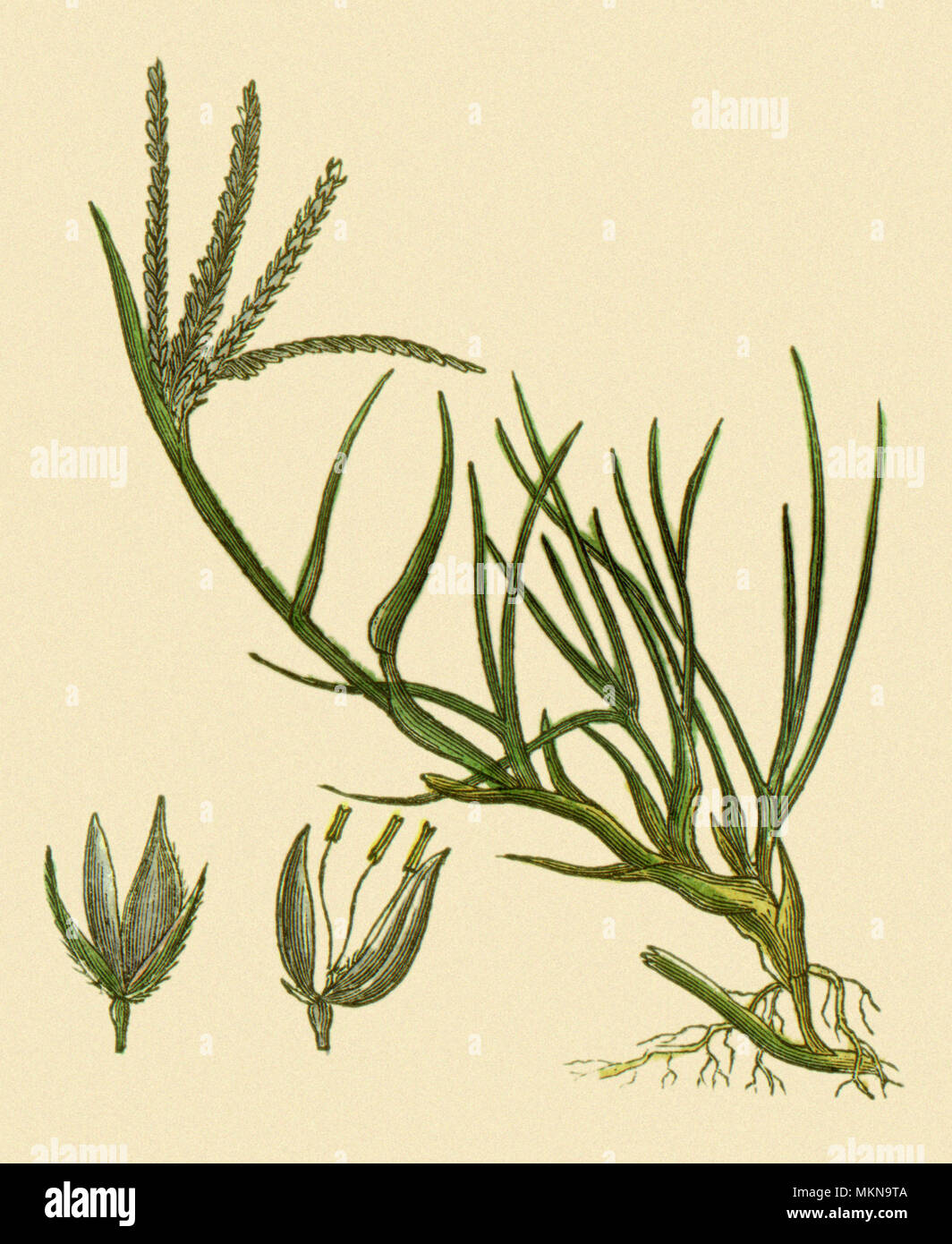 Cynodon dactylon immagini e fotografie stock ad alta risoluzione - Alamy