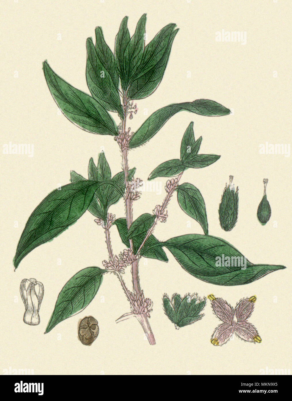 Pianta parietaria officinalis immagini e fotografie stock ad alta ...