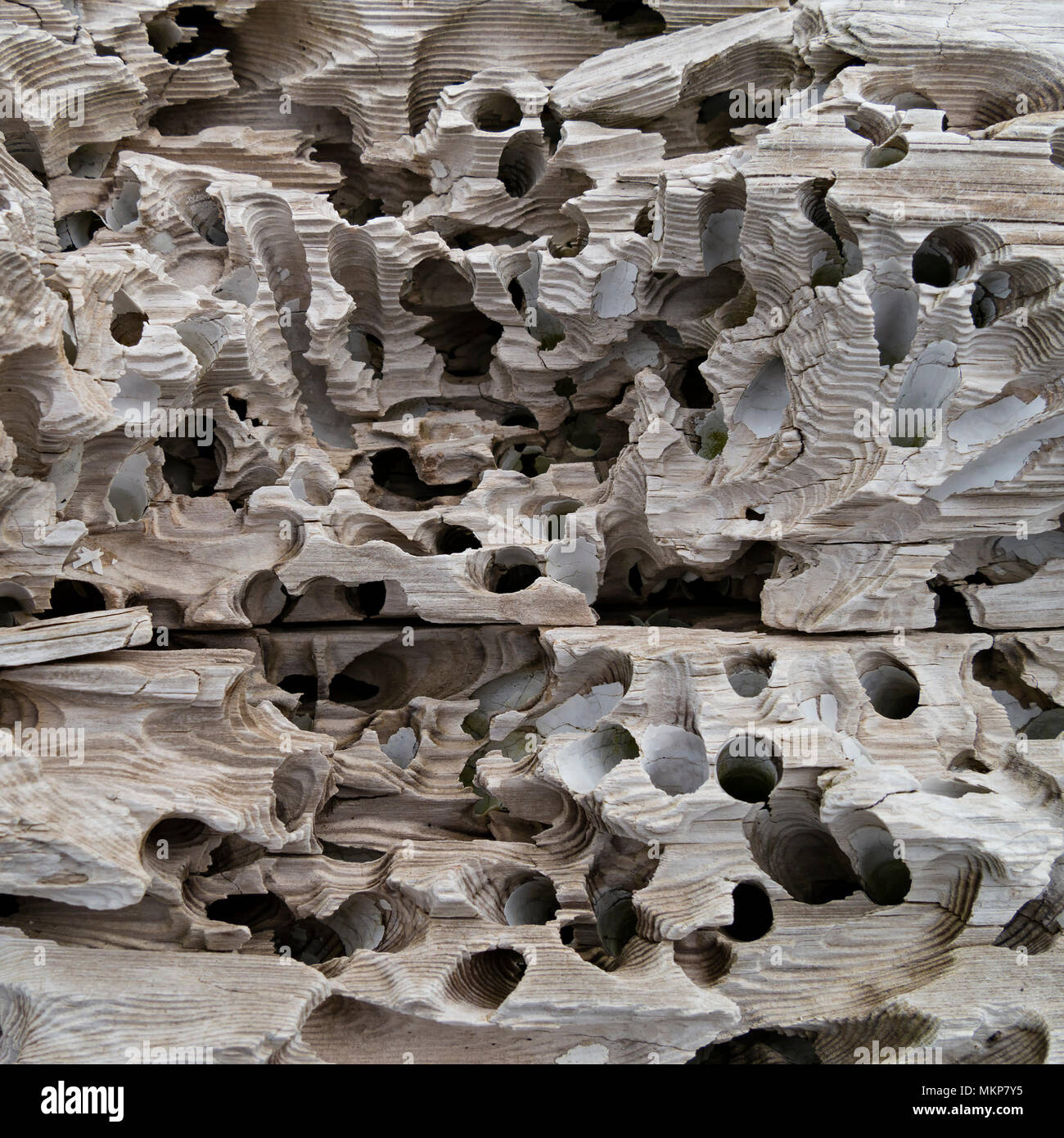 Legname marcio o legno immagini e fotografie stock ad alta risoluzione ...