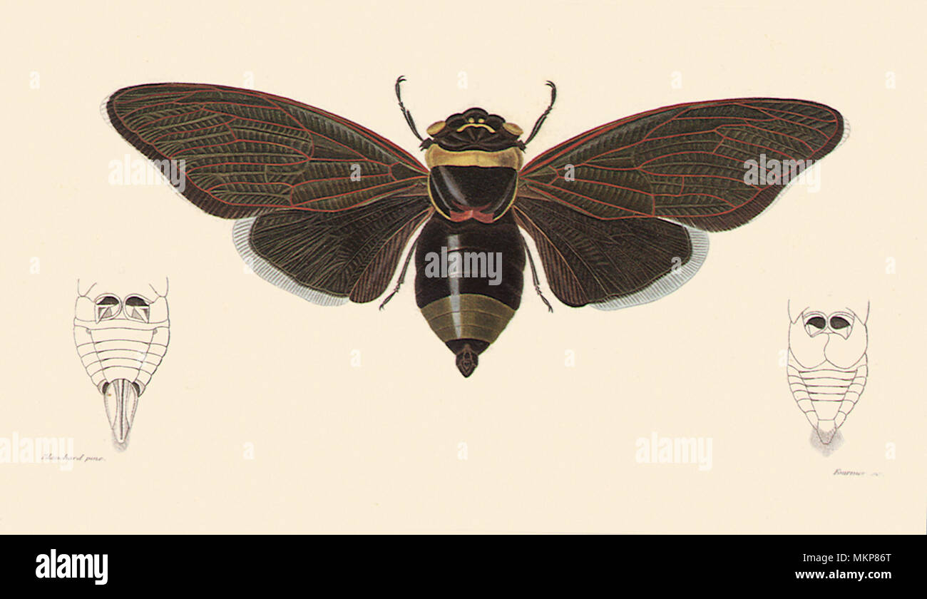 Giant creatures immagini e fotografie stock ad alta risoluzione - Alamy